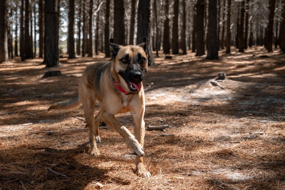 4 Steps to Managing Prey Drive in Dogs – A Luxury Dog Trainer’s Guide